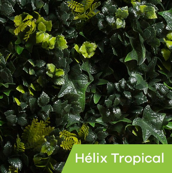 HELIX TROPICAL | Nova Casa